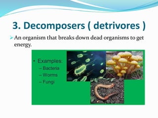 Decomposer Definition