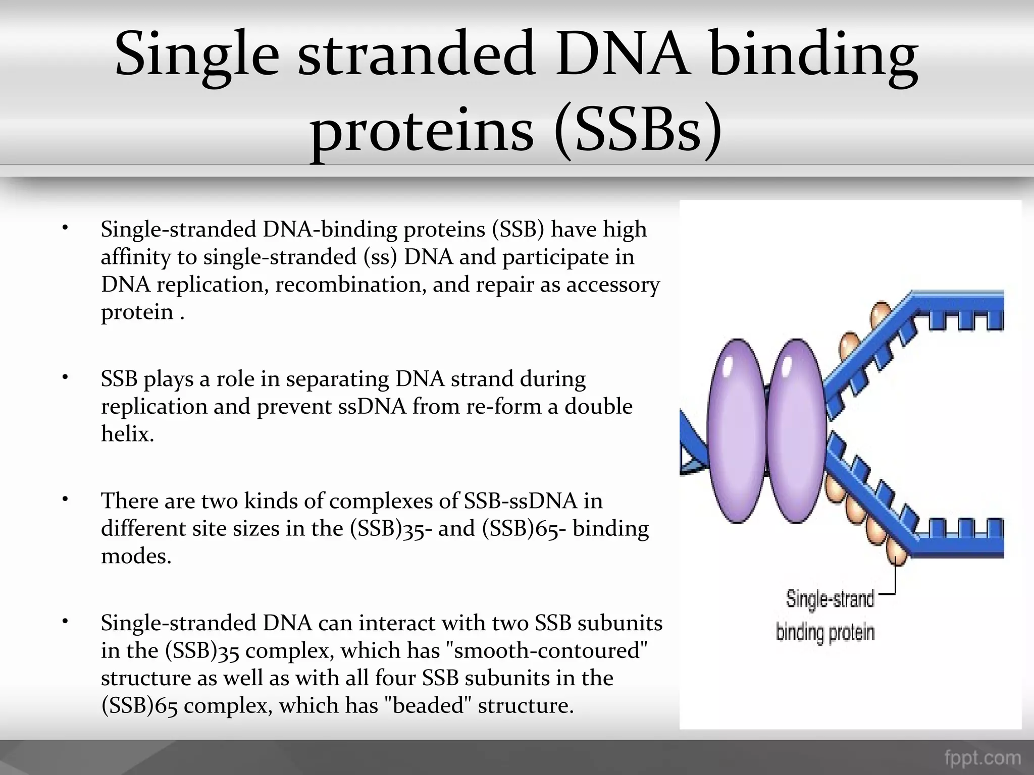Important components of replication machinery | PPT