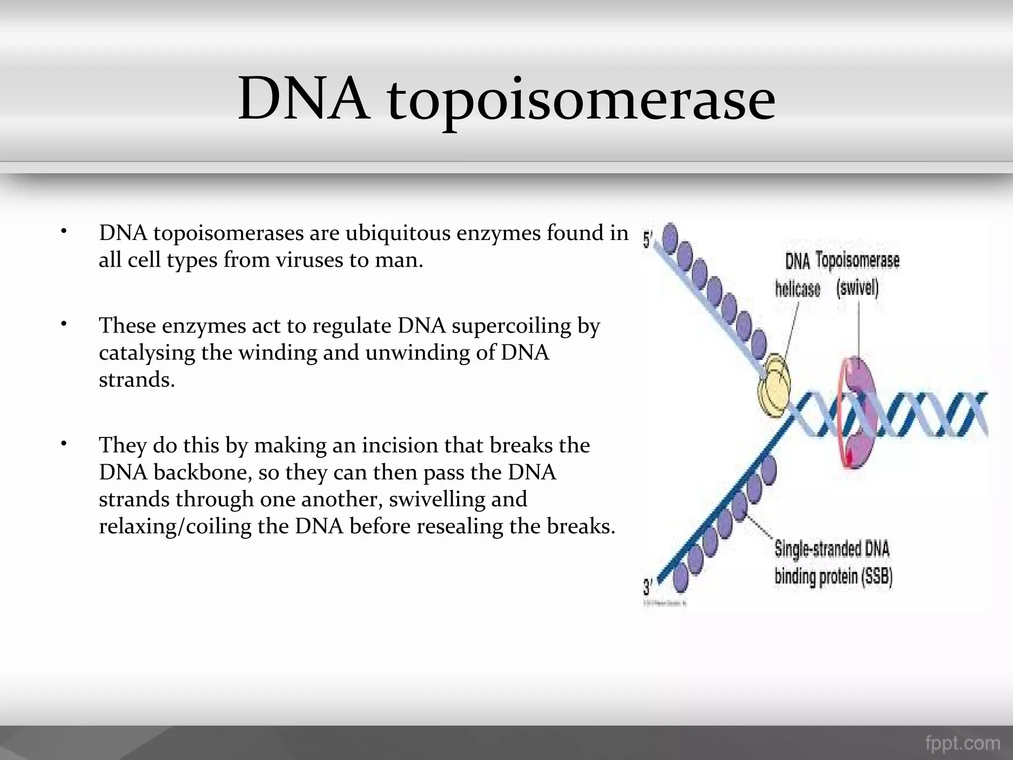Important components of replication machinery | PPT