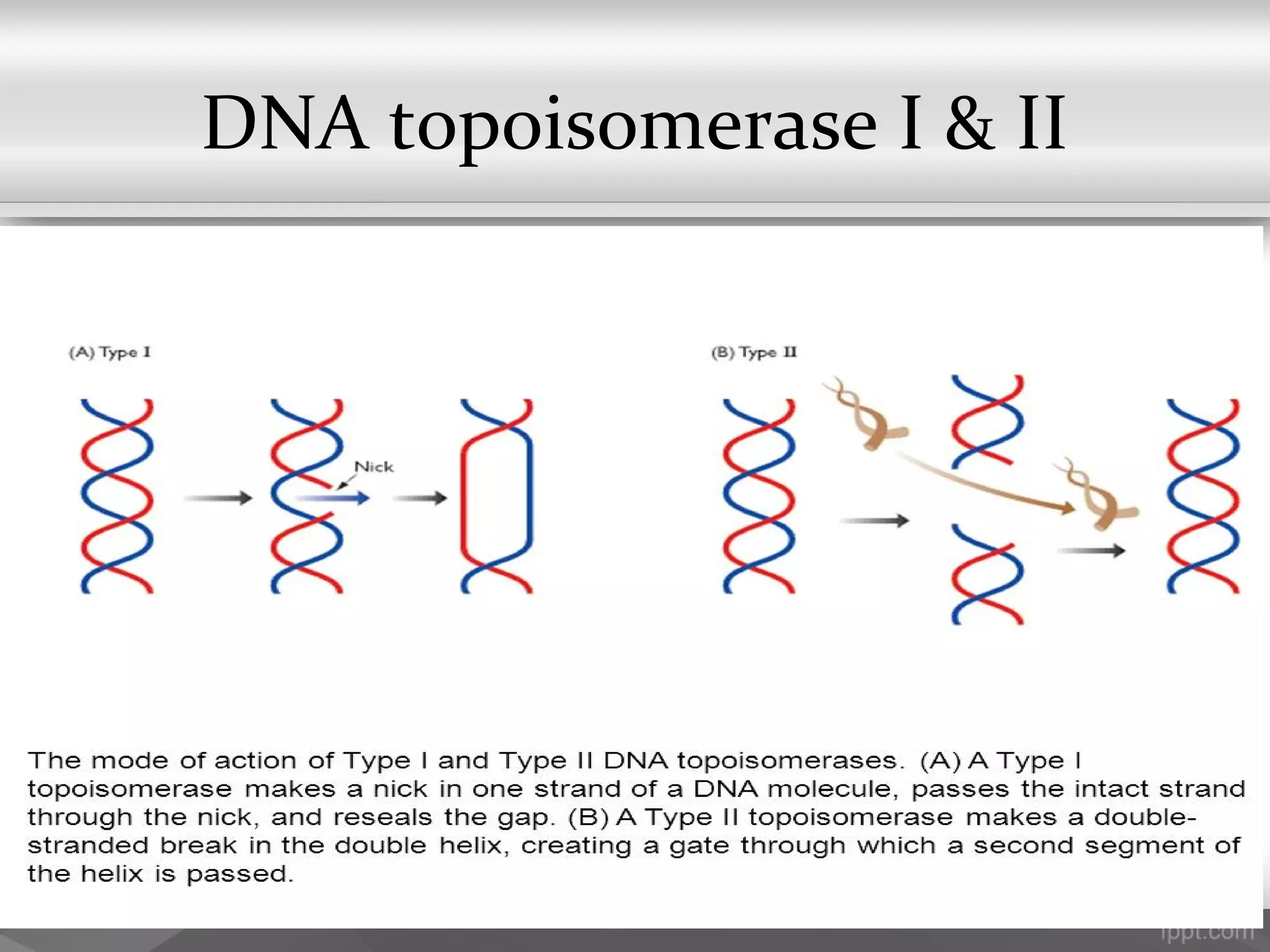 Important components of replication machinery | PPT