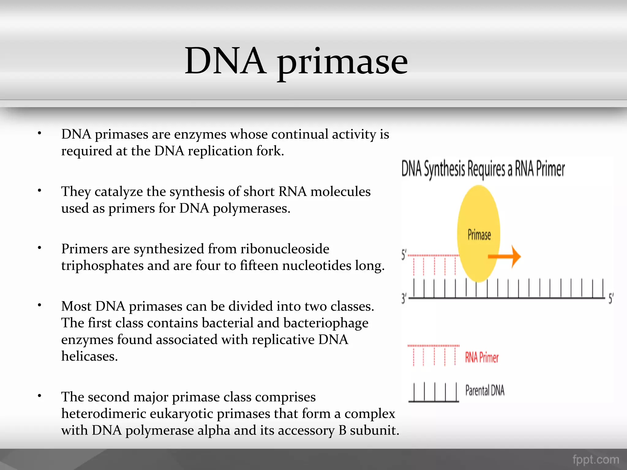 Important components of replication machinery | PPT
