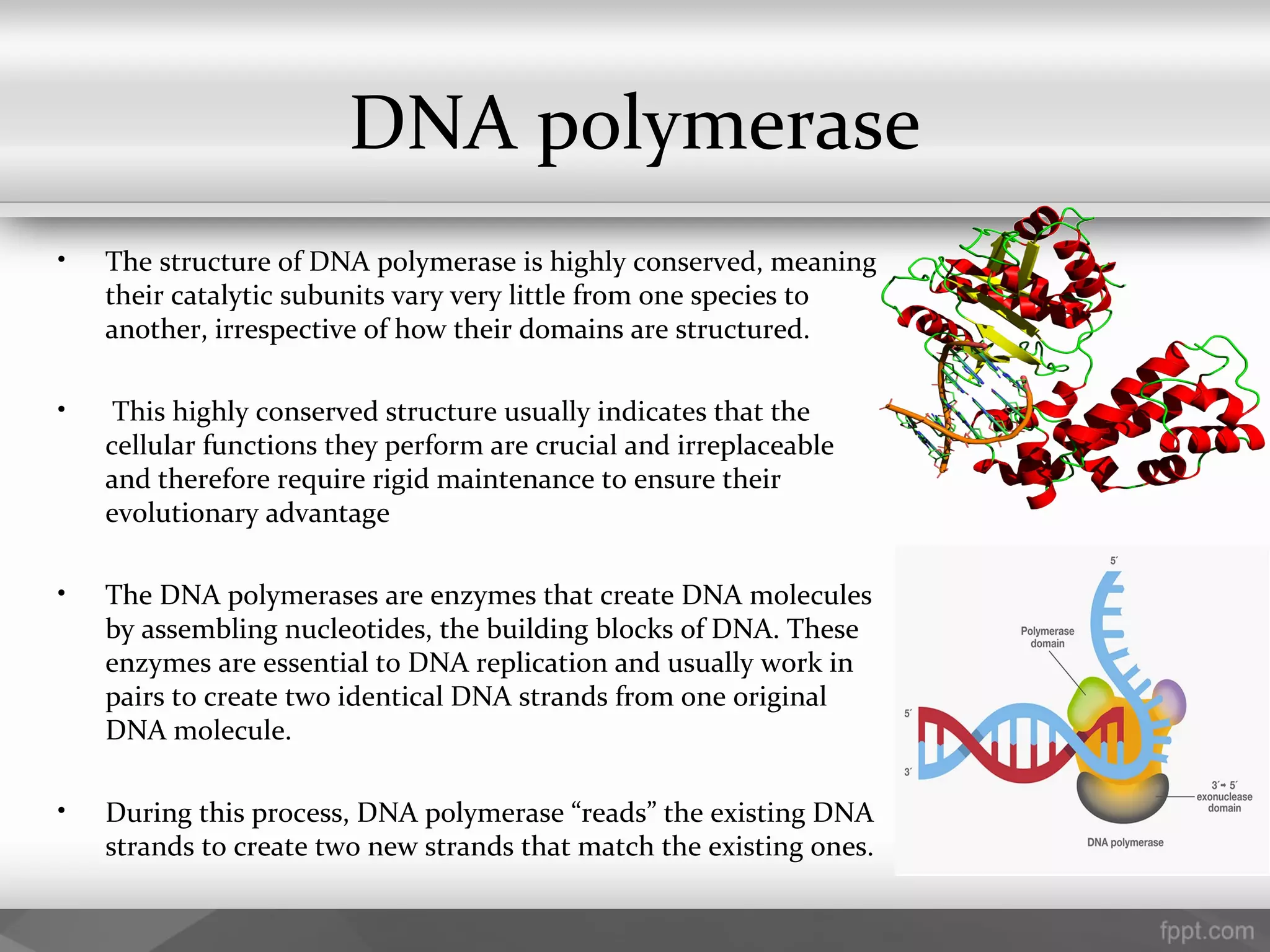Important components of replication machinery | PPT