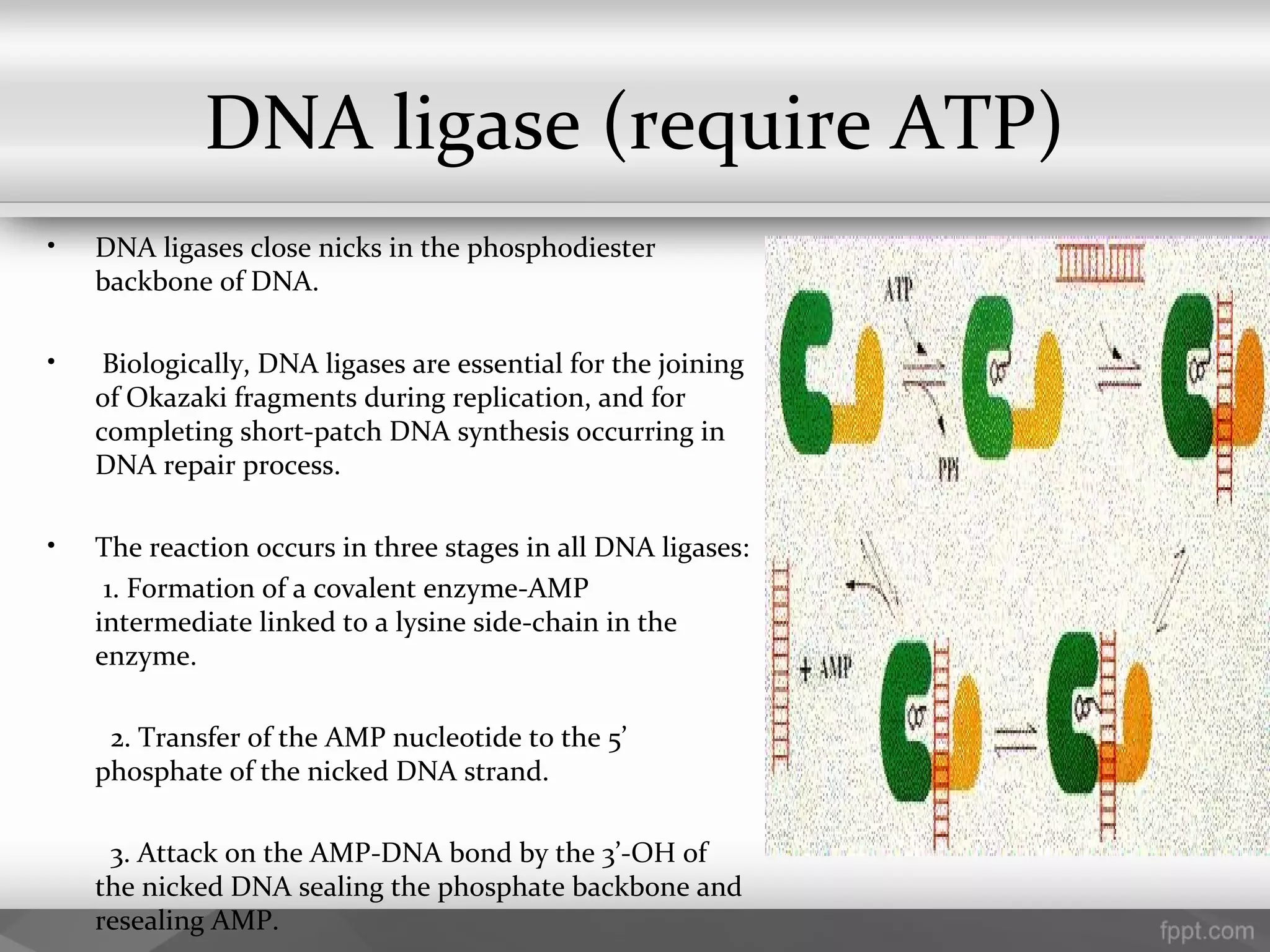 Important components of replication machinery | PPT