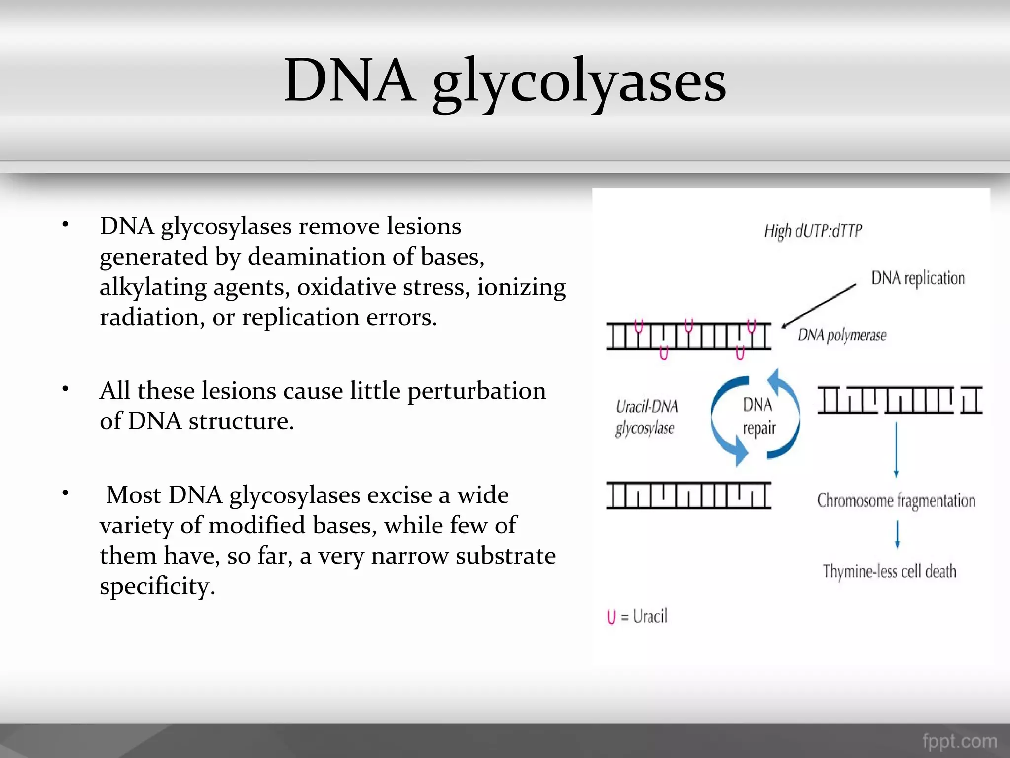 Important components of replication machinery | PPT