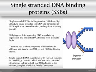 Important components of replication machinery | PPT