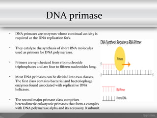 Important components of replication machinery | PPT
