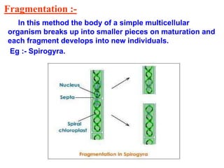 Important diagrams in biology.ppt
