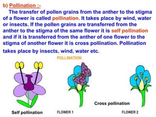 Important diagrams in biology.ppt