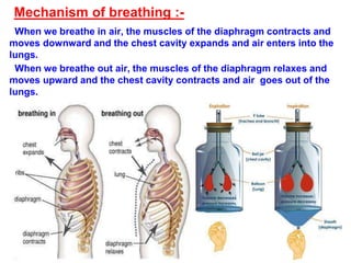 Important diagrams in biology.ppt