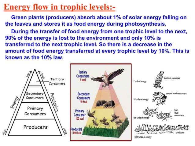 Important diagrams in biology.ppt