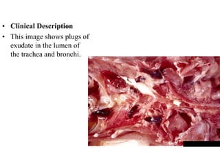 Important diseases | PDF