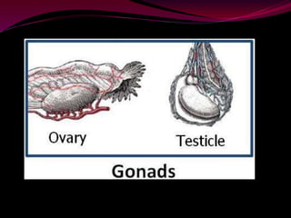 Important ductless glands of human body | PPT