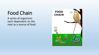 Important ecosystem terminology | PPTX