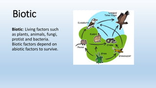 Important ecosystem terminology | PPTX