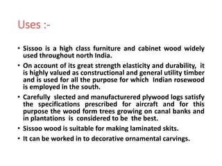 Important fire wood and timber yielding plant 1. dalbergia sissoo 2 ...