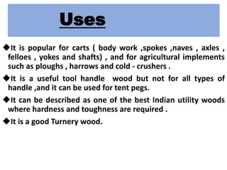 Important fire wood and timber yielding plants acacia nilotica and ...