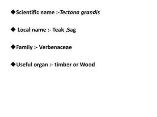 Important fire wood and timber yielding plants acacia nilotica and ...