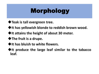 Important fire wood and timber yielding plants acacia nilotica and ...