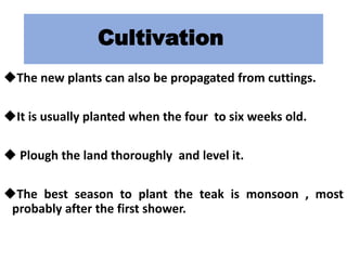 Important fire wood and timber yielding plants acacia nilotica and ...