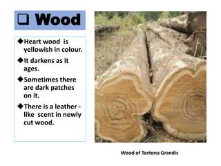 Important fire wood and timber yielding plants acacia nilotica and ...