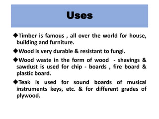 Important fire wood and timber yielding plants acacia nilotica and ...