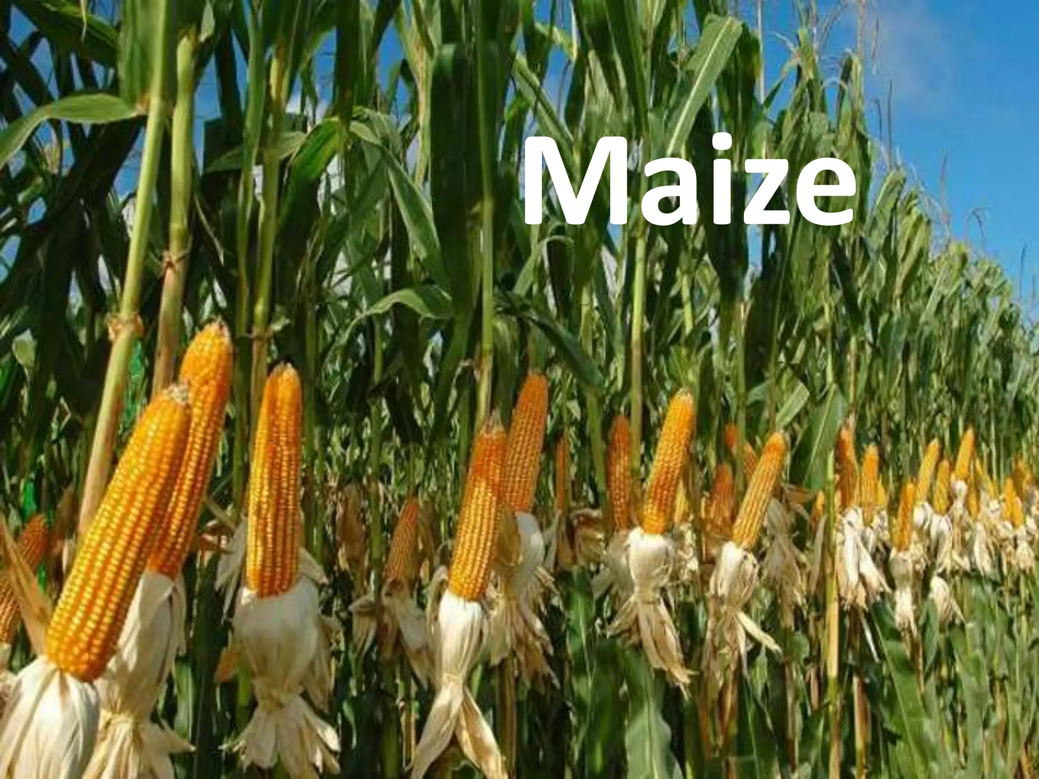 Important food crops of pakistan | PPTX