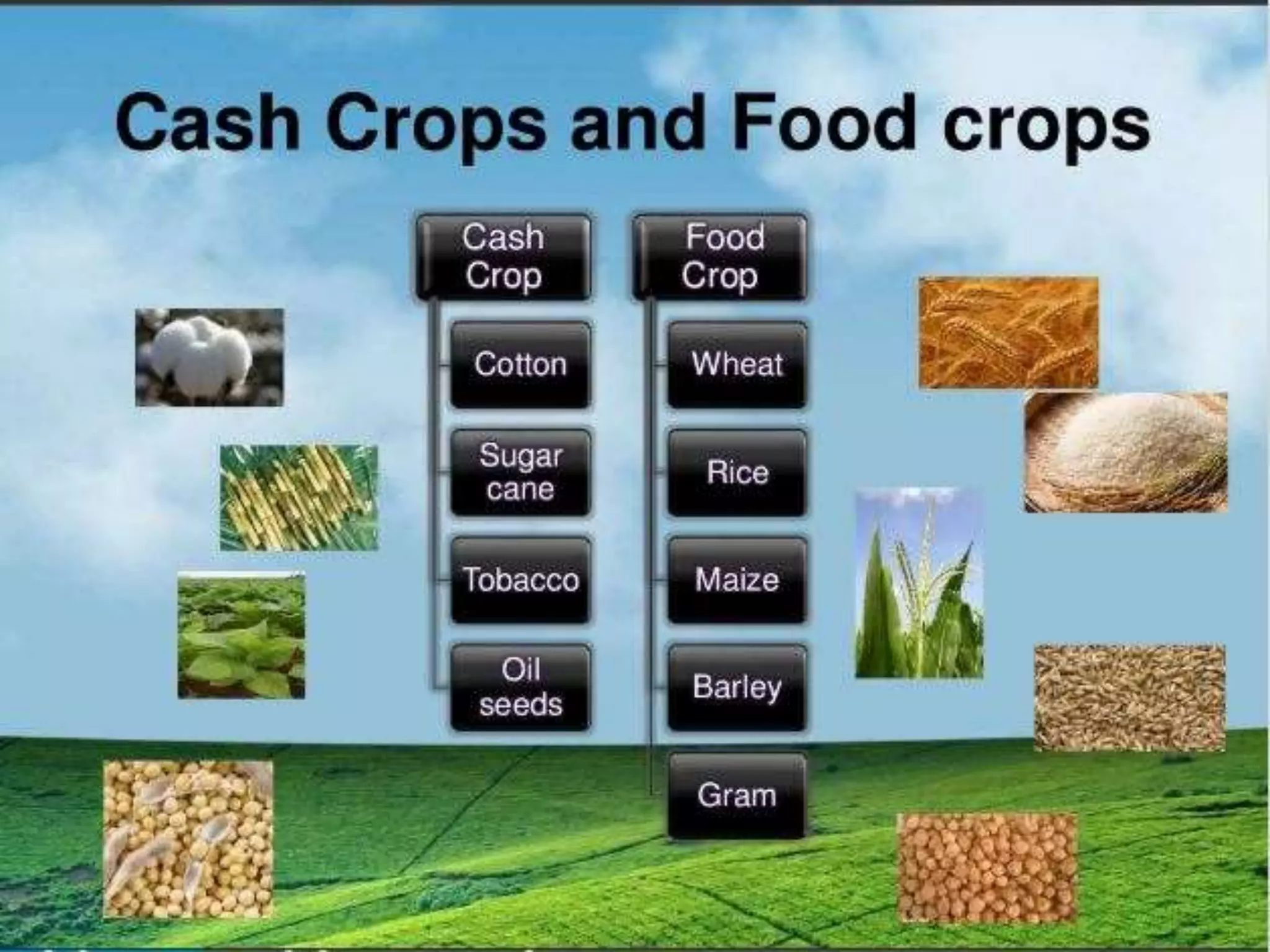 Important food crops of pakistan | PPTX
