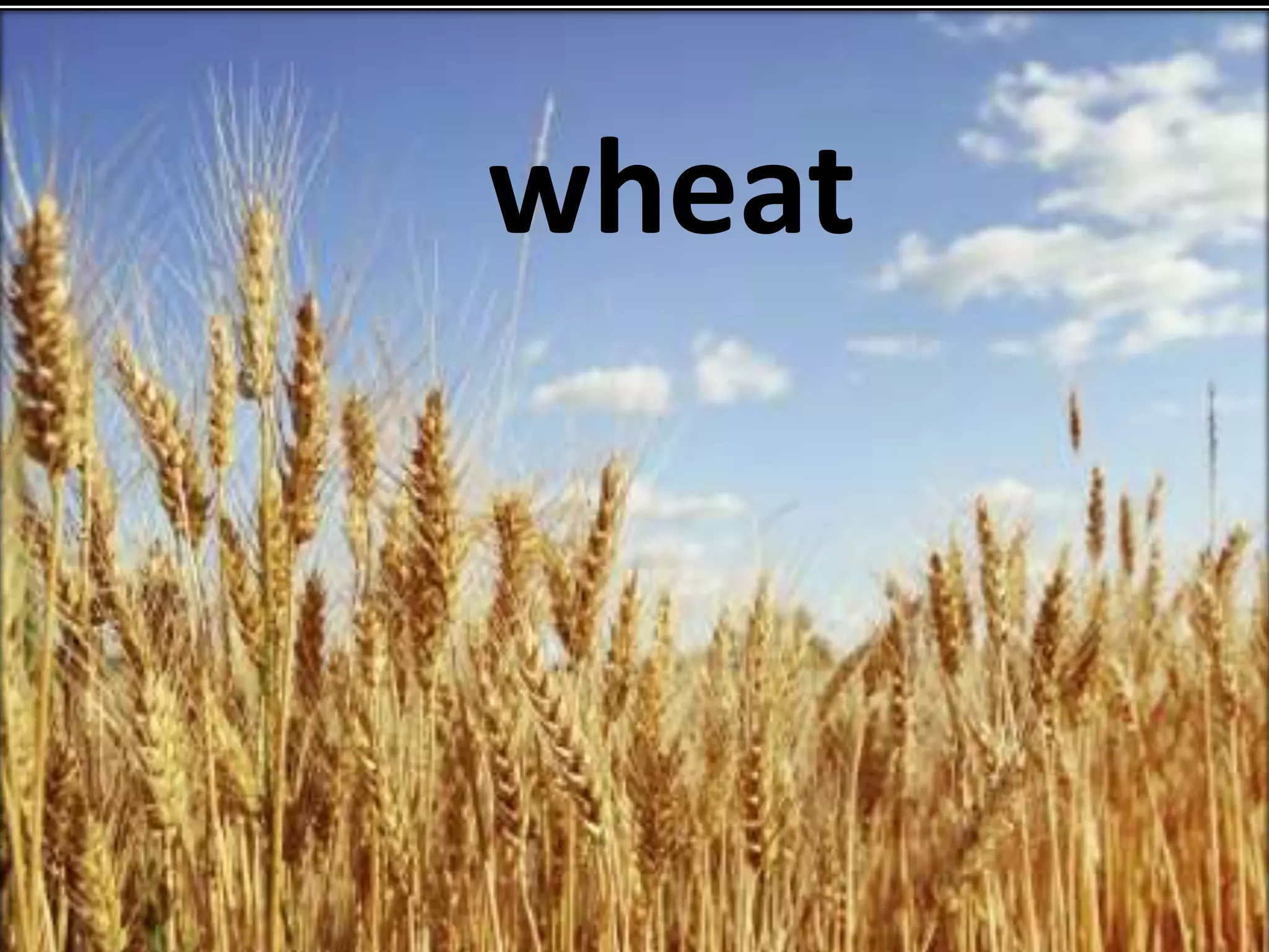 Important food crops of pakistan | PPTX