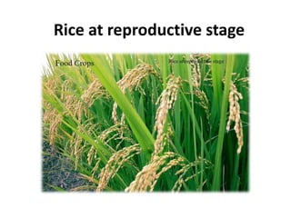 Important food crops of pakistan | PPTX