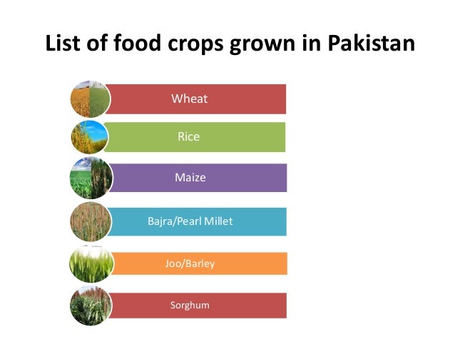 Important food crops of pakistan