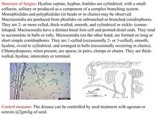 Important fungal disease on vegetables-Brinjal | PPTX