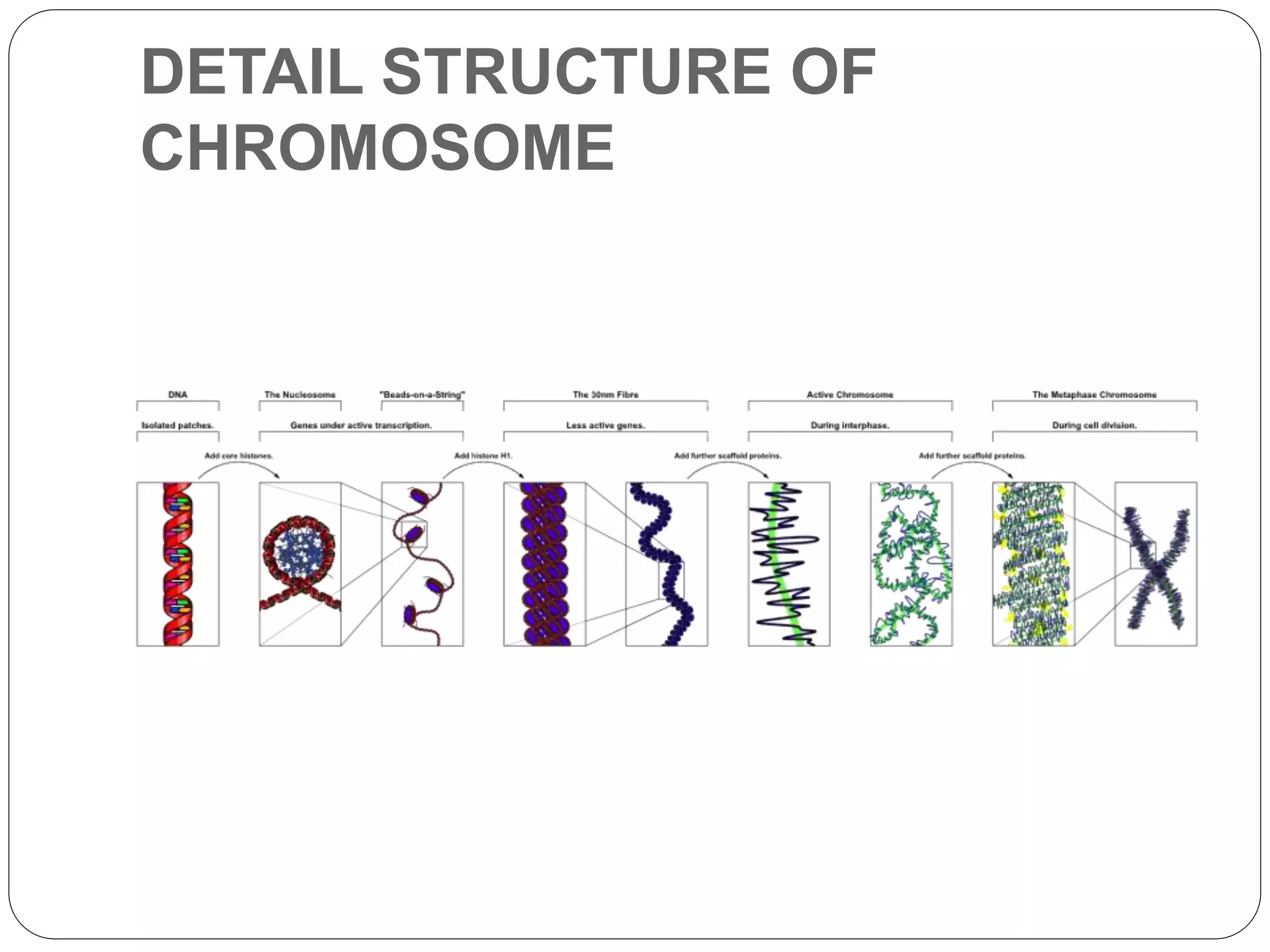 Important genetics terminology | PPTX