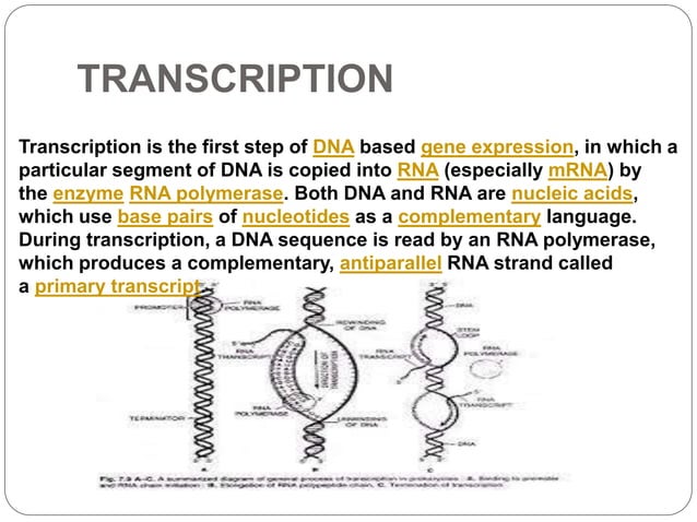 Important genetics terminology | PPTX | Biological Sciences | Science