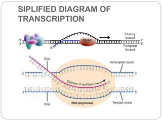 Important genetics terminology | PPTX
