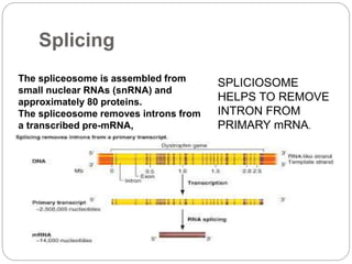 Important genetics terminology | PPTX