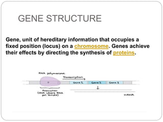 Important genetics terminology | PPTX