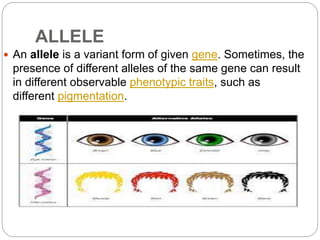 Important genetics terminology | PPTX