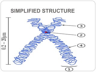 Important genetics terminology | PPTX