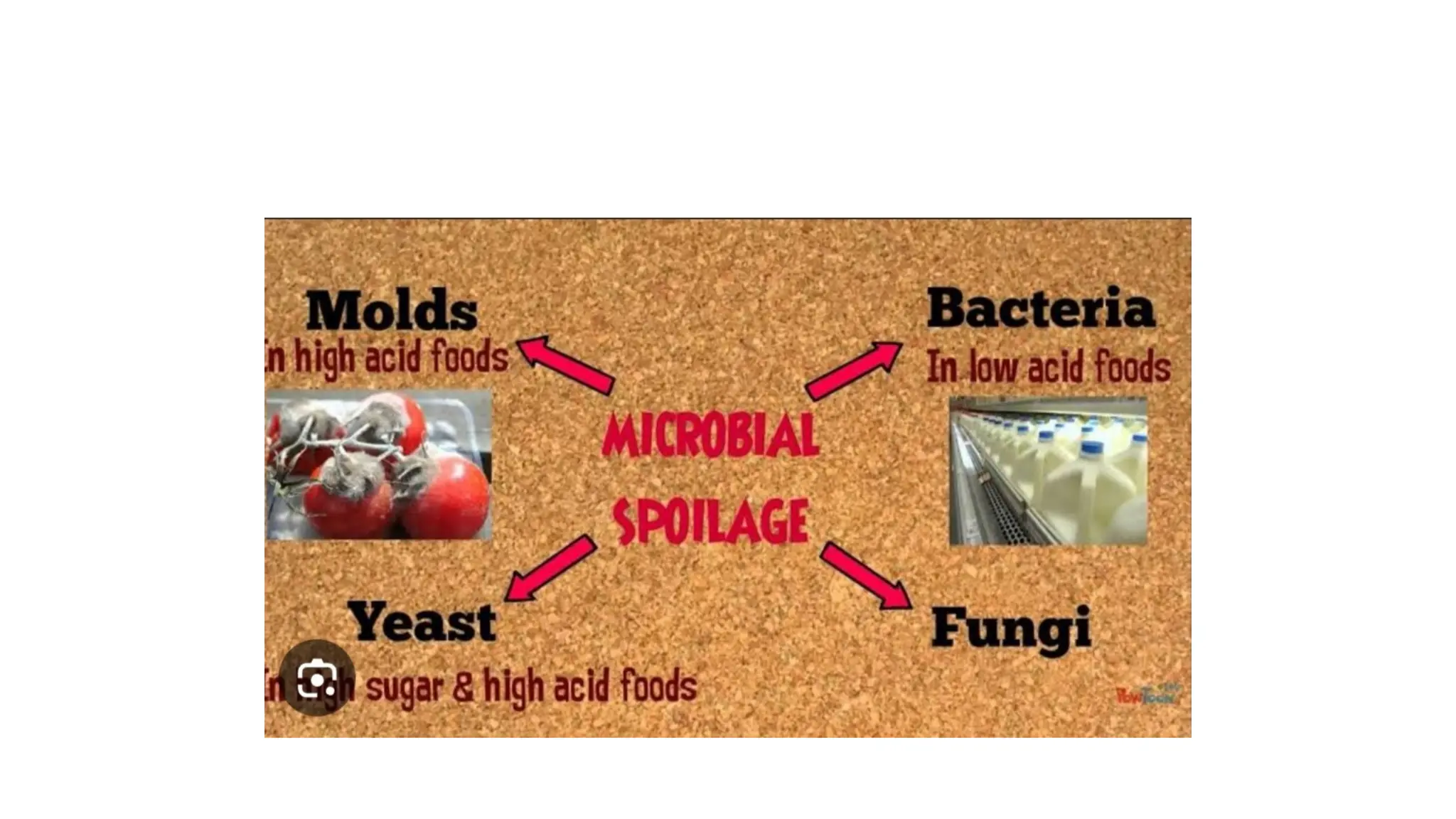 Important microorganisms in food (bacteria).pptx