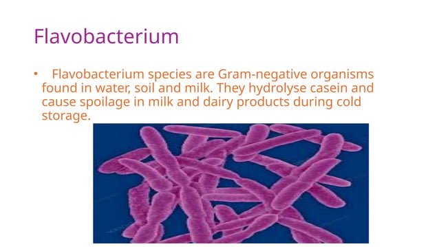 Important microorganisms in food (bacteria).pptx