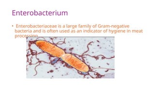 Important microorganisms in food (bacteria).pptx