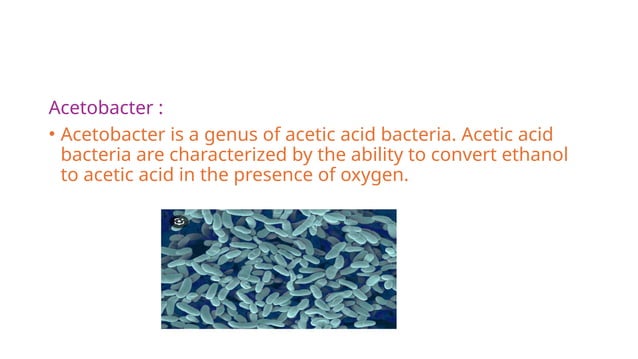 Important microorganisms in food (bacteria).pptx