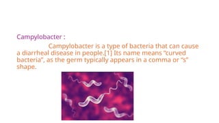 Important microorganisms in food (bacteria).pptx