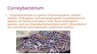 Important microorganisms in food (bacteria).pptx