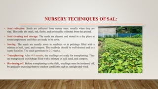 Important of Silvics of SAL, ARJUNA, SAIN, PAORA.pptx