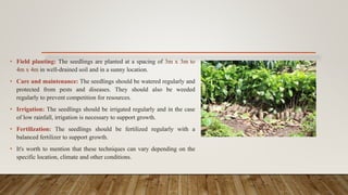 Important of Silvics of SAL, ARJUNA, SAIN, PAORA.pptx