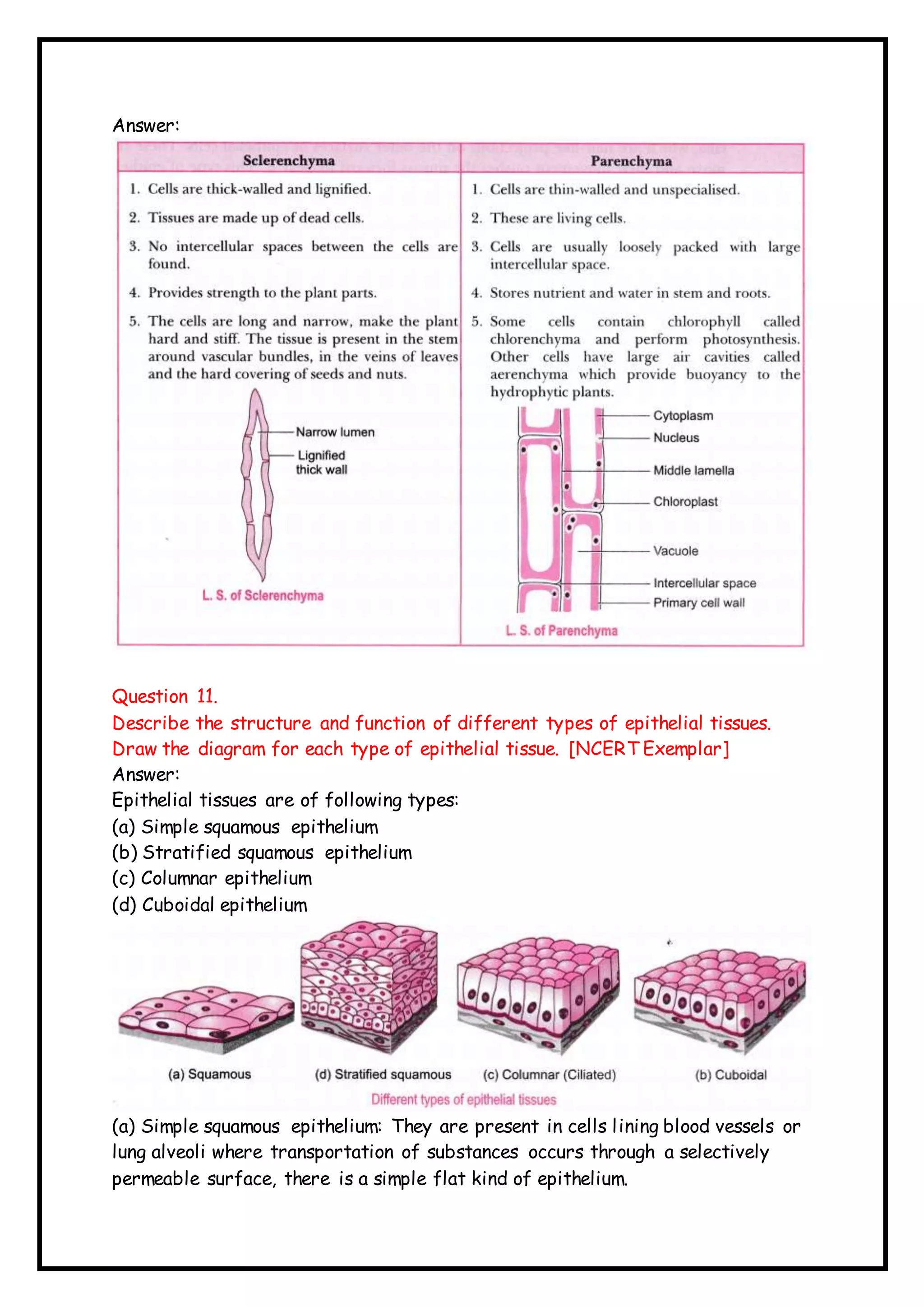 Important Question with Answer of Tissues class 9 | DOCX