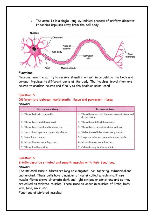 Important Question with Answer of Tissues class 9 | DOCX | Gardening ...