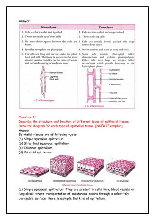 Important Question with Answer of Tissues class 9 | DOCX