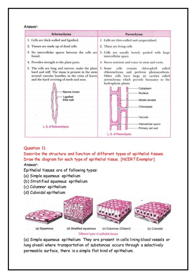 Important Question with Answer of Tissues class 9 | DOCX | Gardening ...
